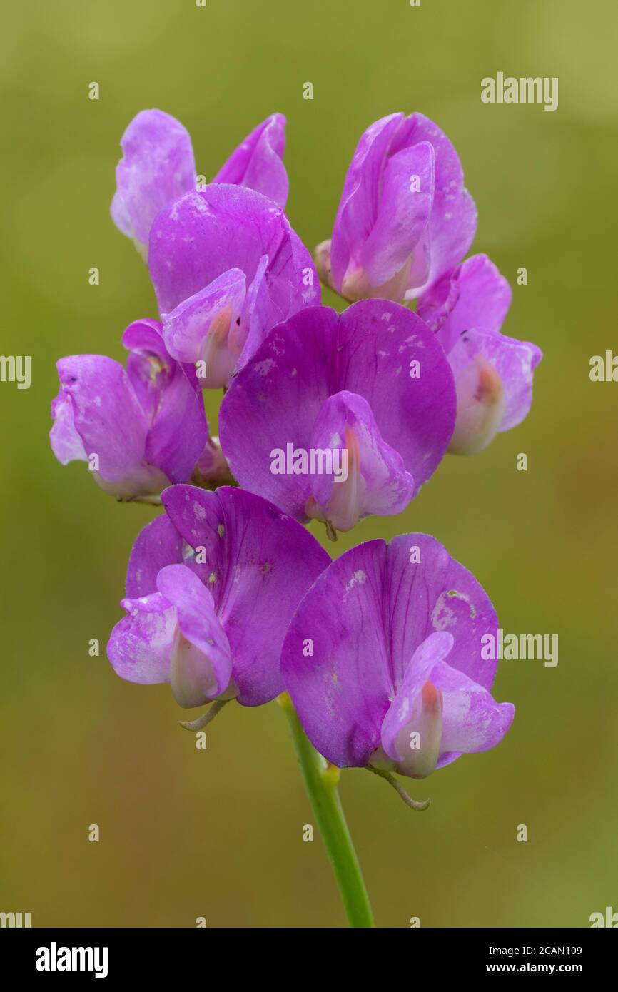 Vicia americana Banque de photographies et d’images à haute résolution ...