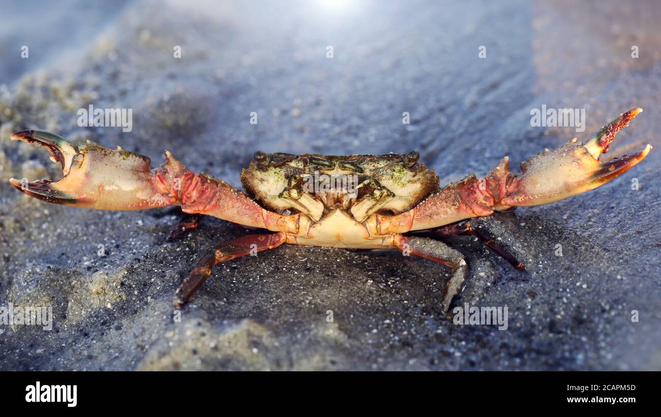 Crab fight Banque de photographies et d’images à haute résolution - Alamy