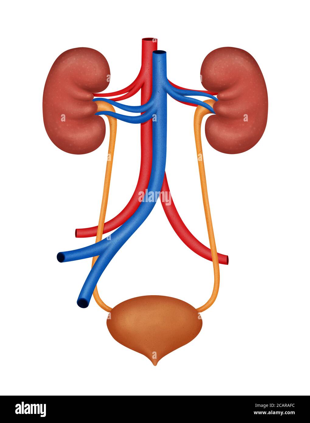 Schéma médical du rein humain. Schéma du système urinaire humain ...