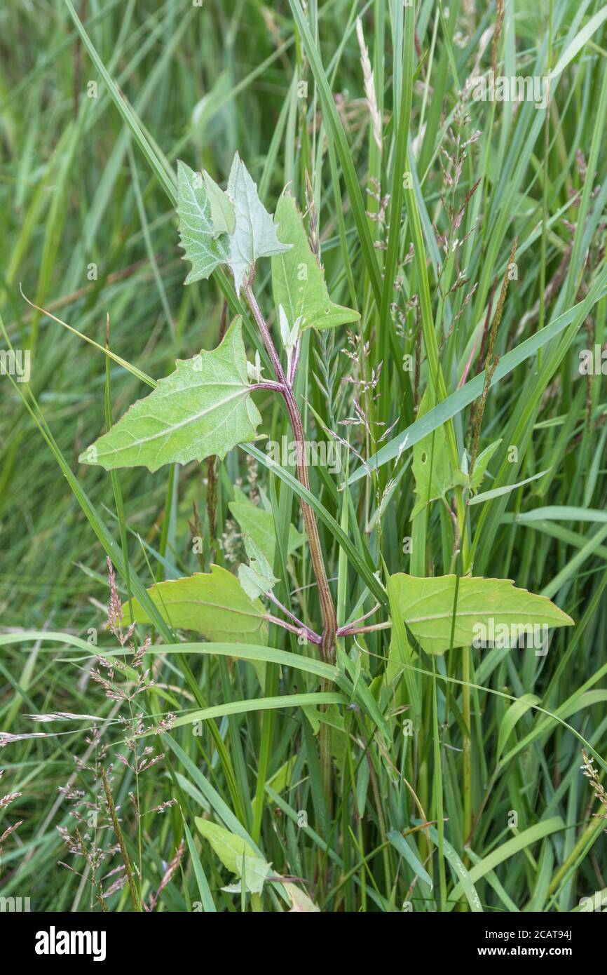 Atriplex prostrata Banque de photographies et d’images à haute ...