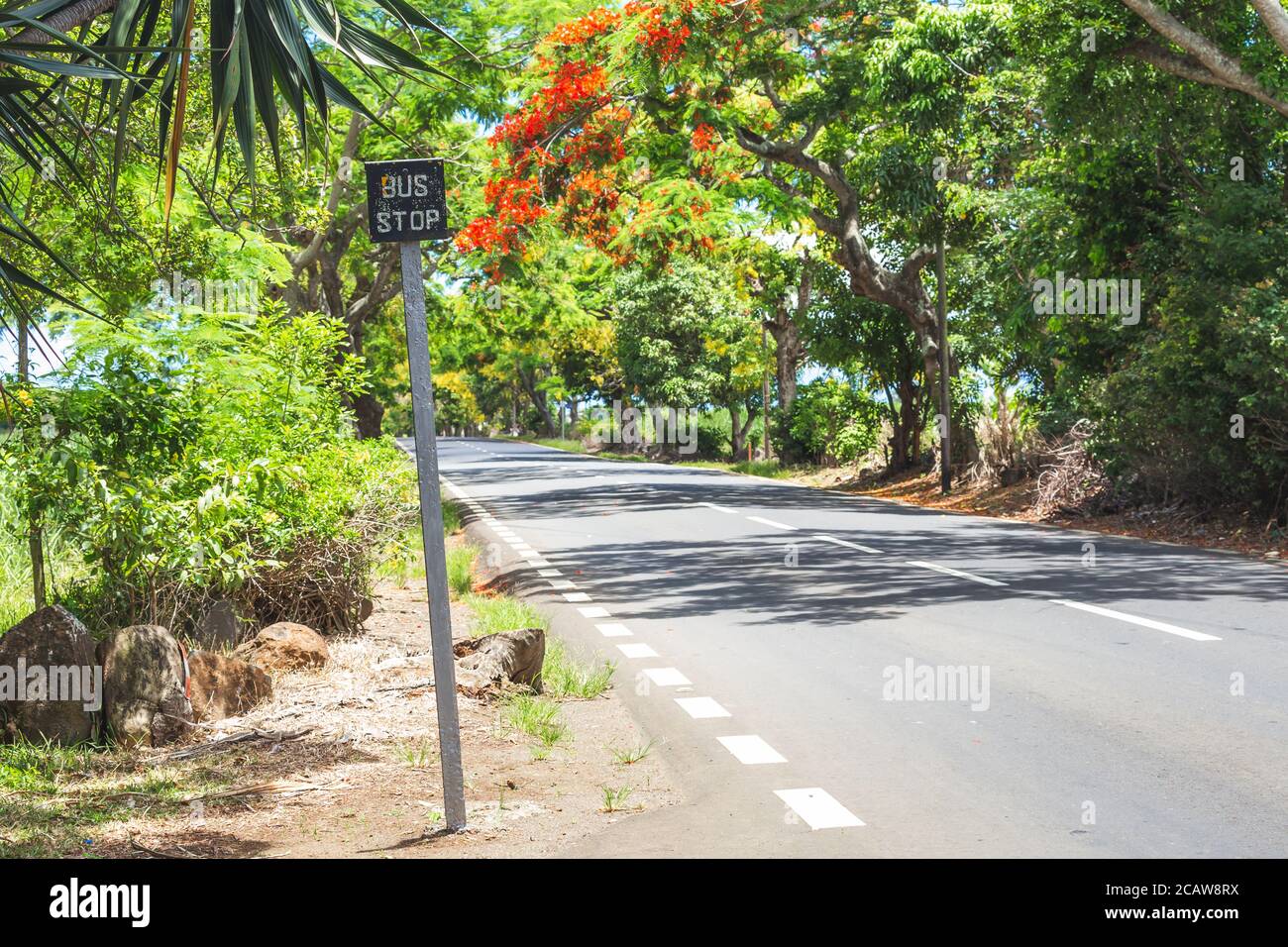 Route de l'île Maurice avec beau arbre exotique aux fleurs rouges ...