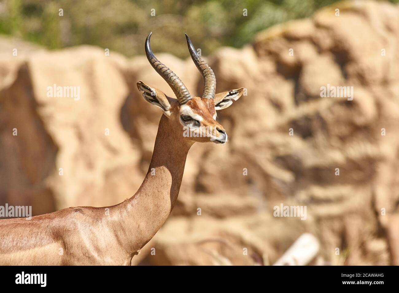 Tête d'antilope Banque de photographies et d’images à haute résolution ...