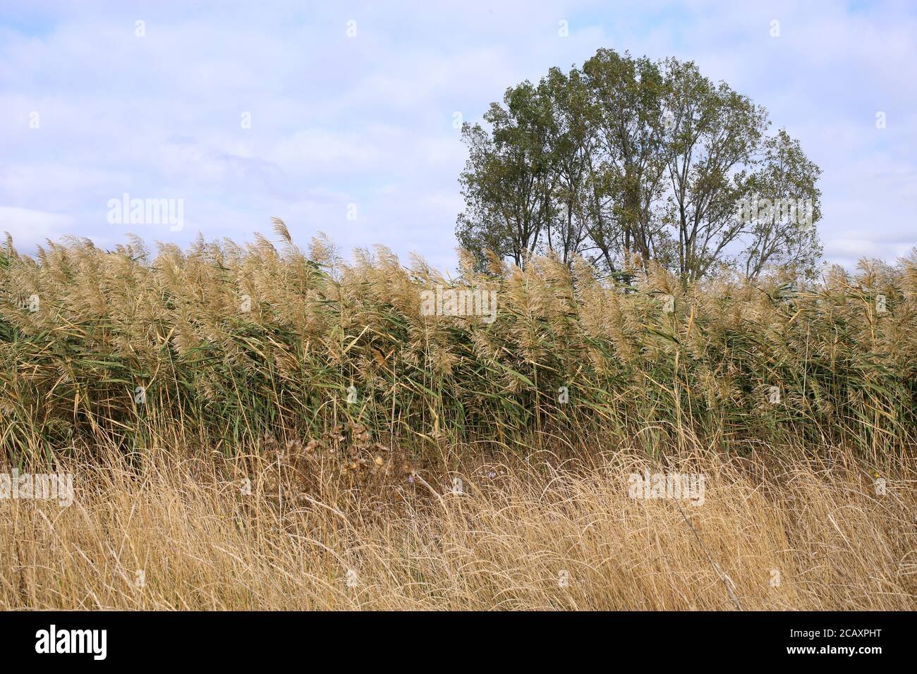Phragmites australis roseau commun Banque de photographies et d’images ...