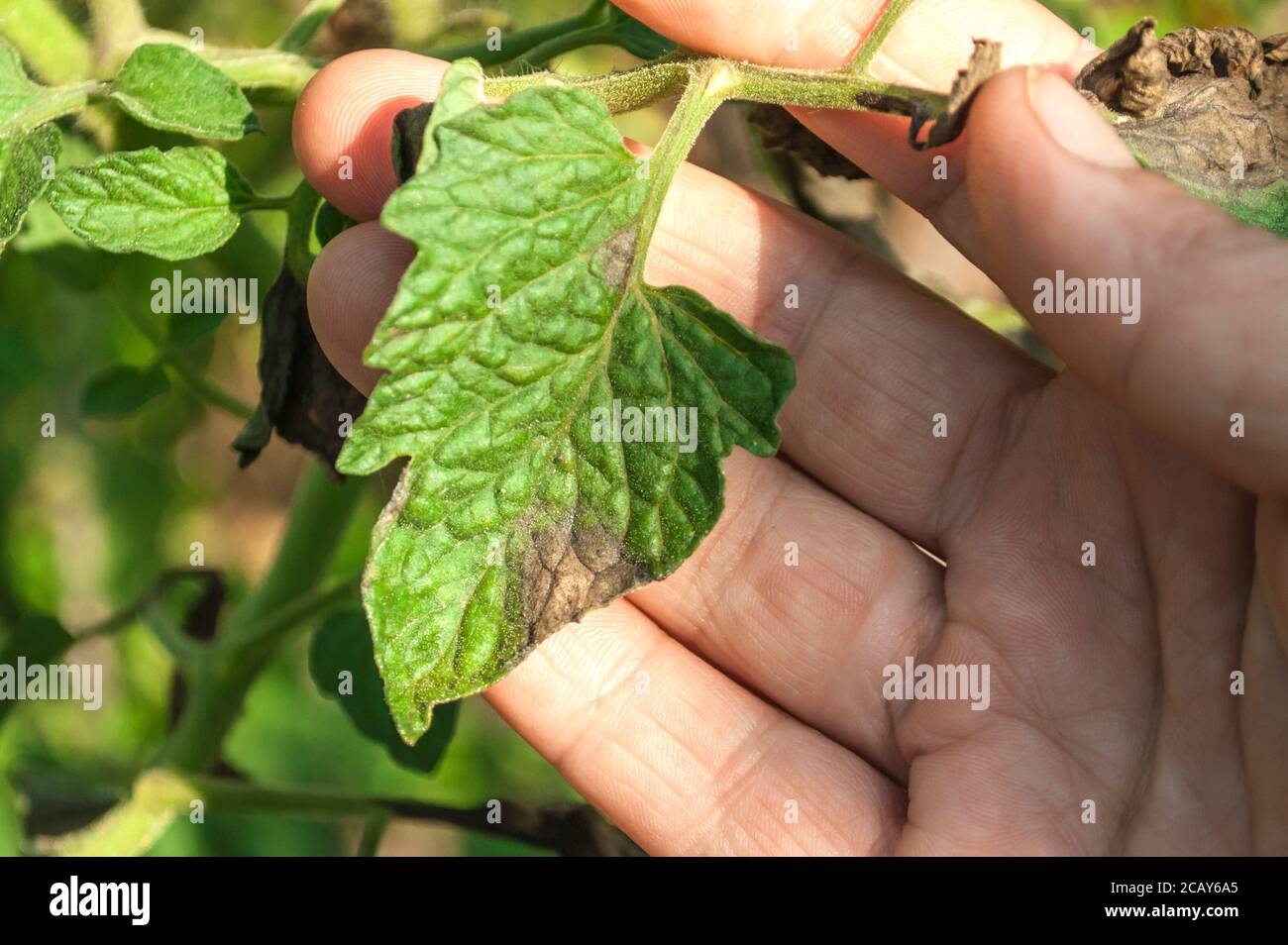 Plante de tomate maladie fongique Banque de photographies et d’images à ...