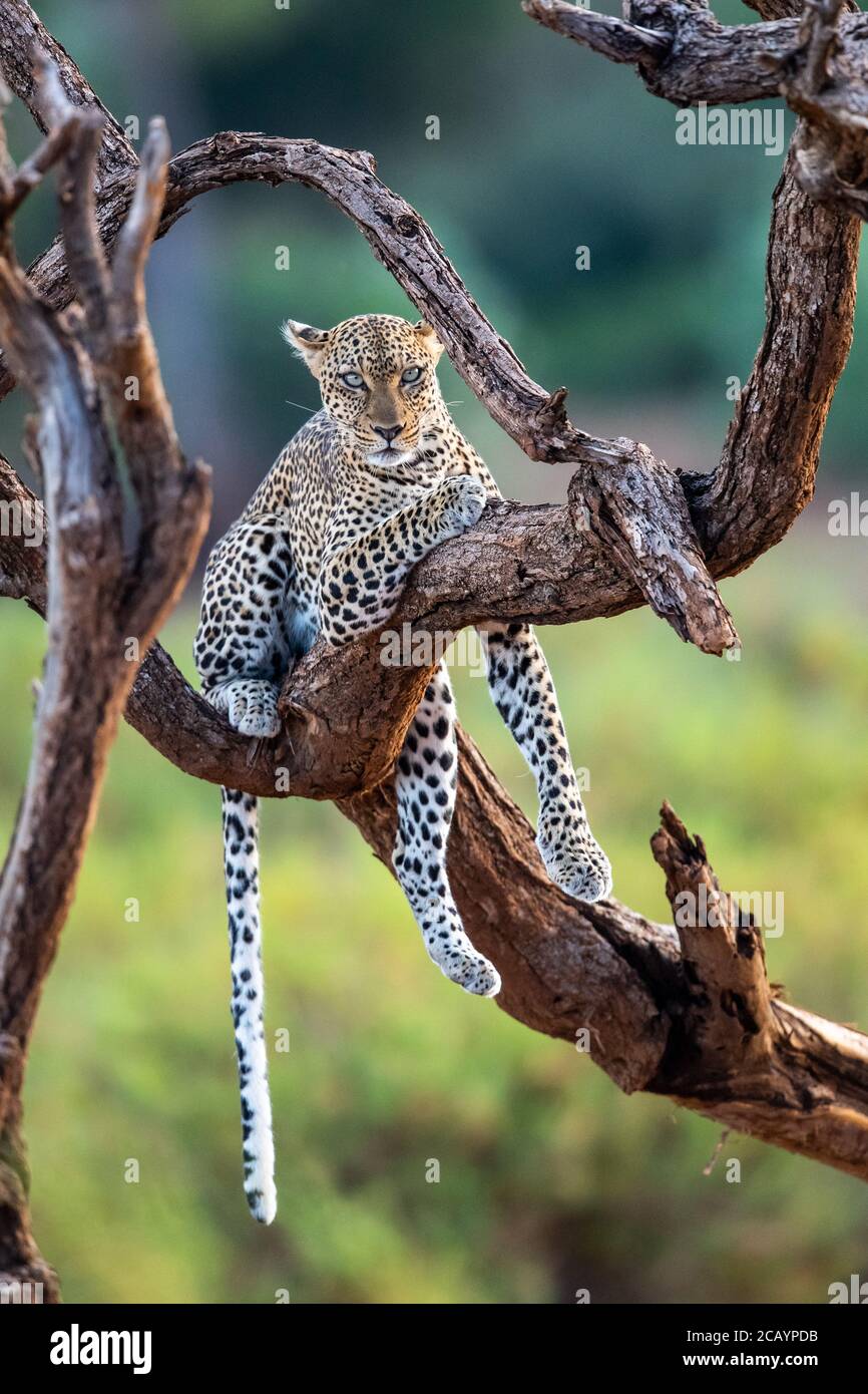 Female leopard in tree Banque de photographies et d’images à haute ...