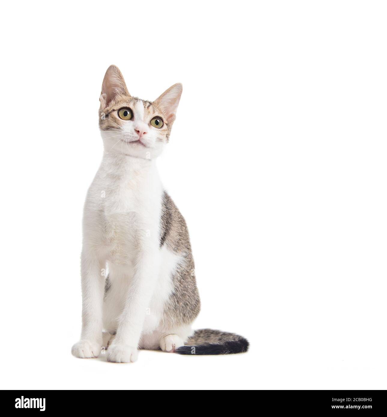 Chat gris et blanc Banque d'images détourées - Alamy