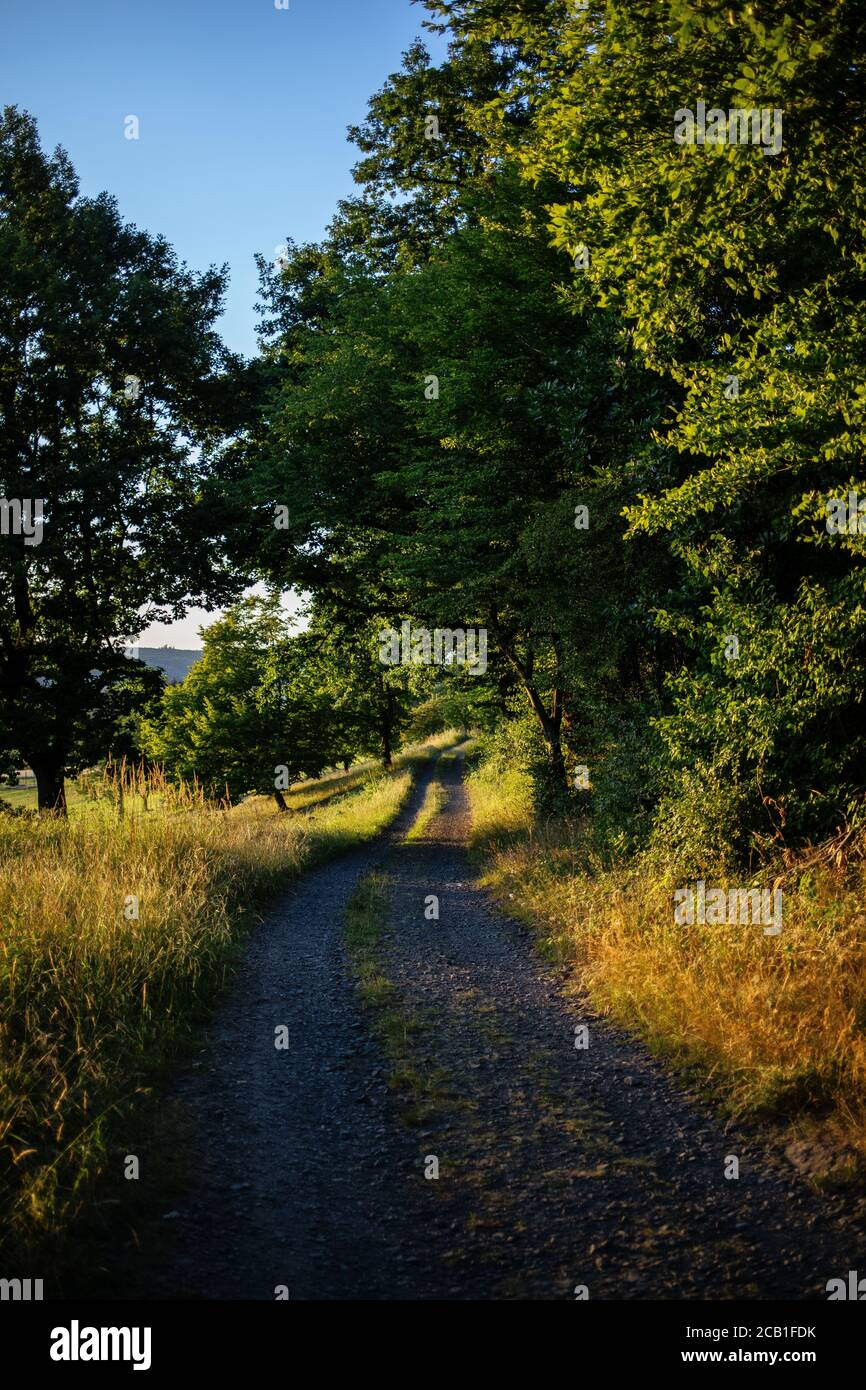 Plan vertical d'un chemin dans la forêt sur un jour ensoleillé Photo ...