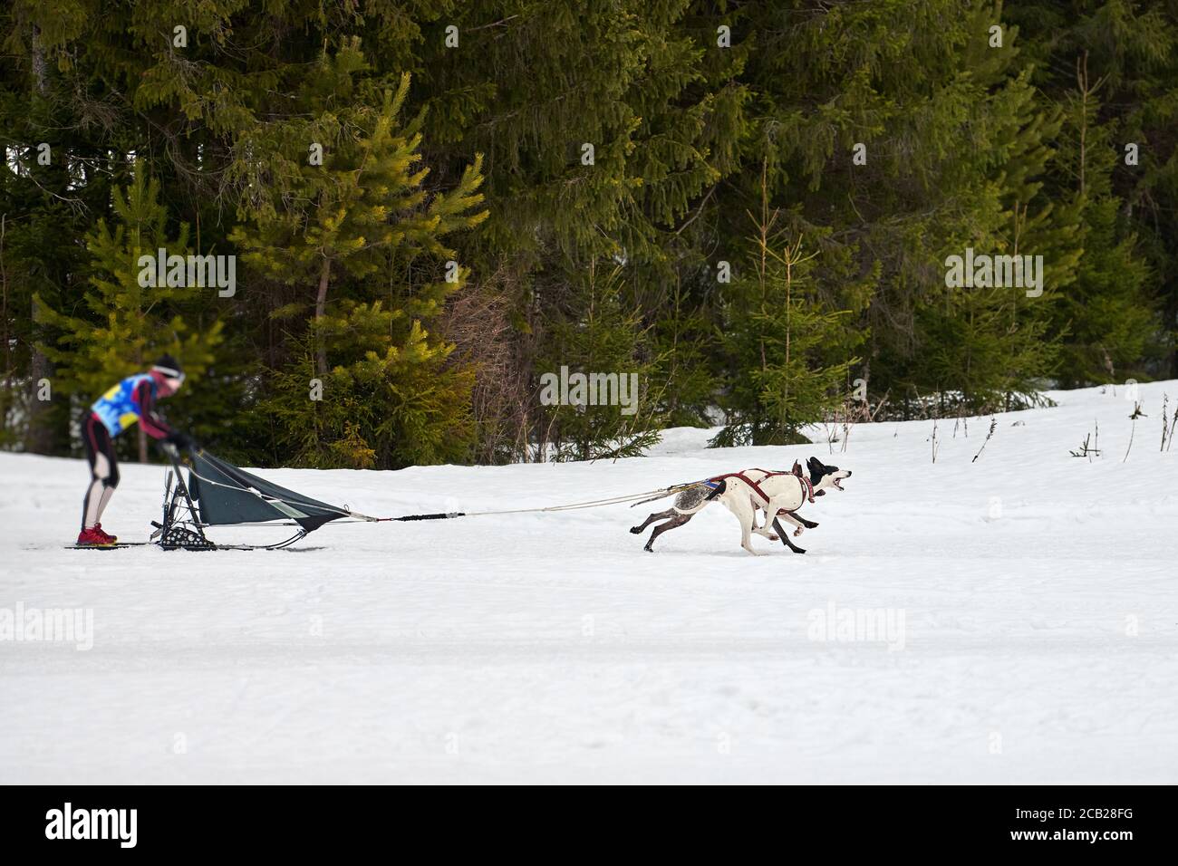 Courses de chiens de traîneau Husky. Compétition d'équipe de traîneau ...
