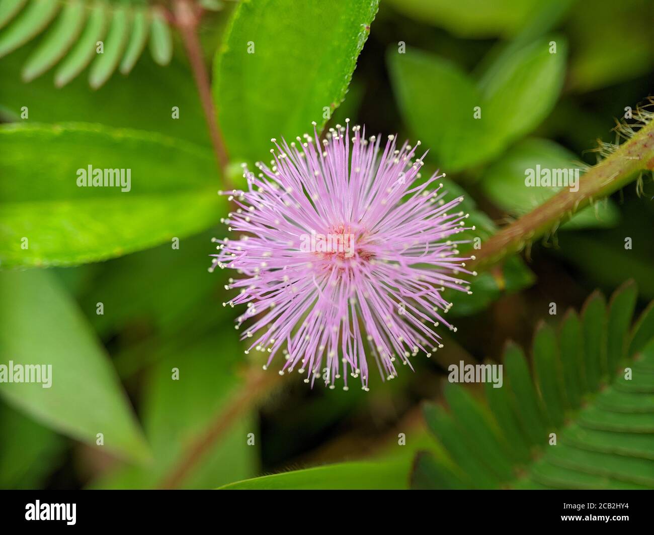Fleur de plante timide Banque de photographies et d’images à haute ...
