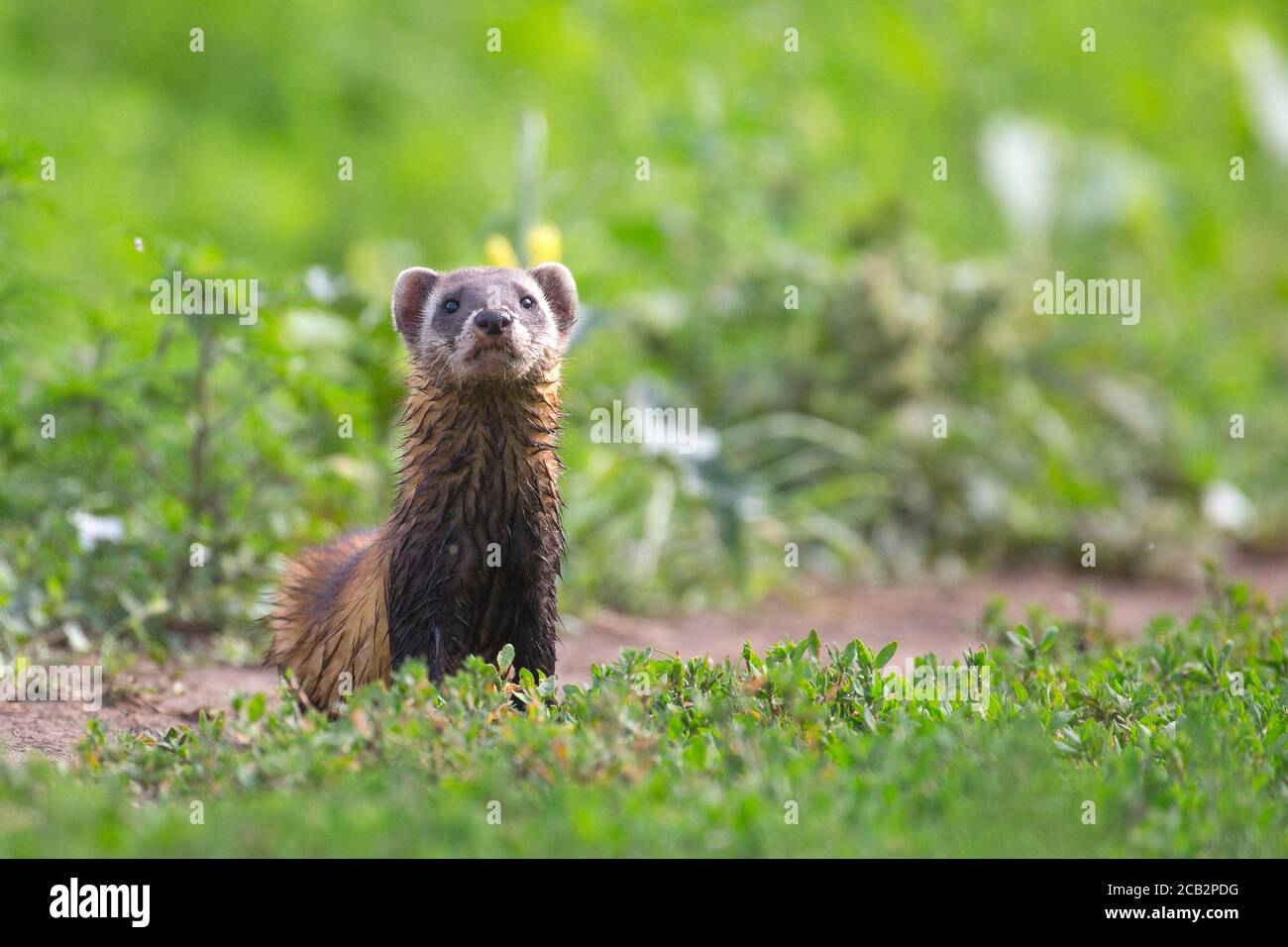 Fourrure De Putois Banque d'image et photos - Alamy