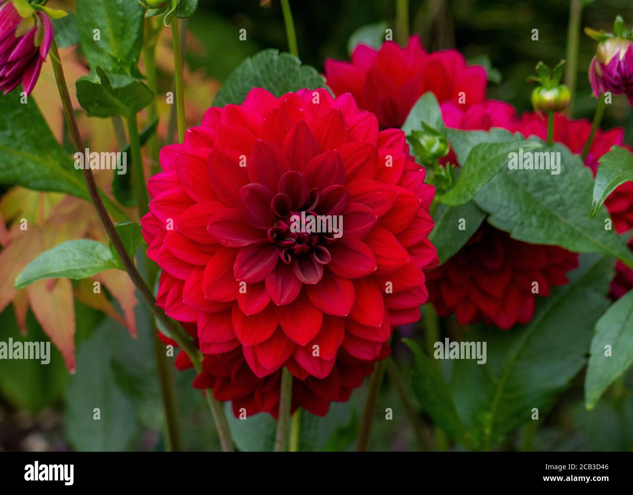 Dahlia arabian night Banque de photographies et d’images à haute ...