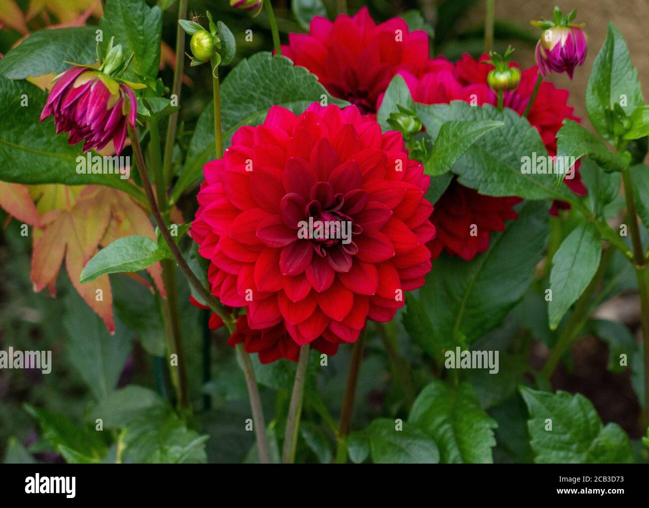 Dahlia arabian night Banque de photographies et d’images à haute ...