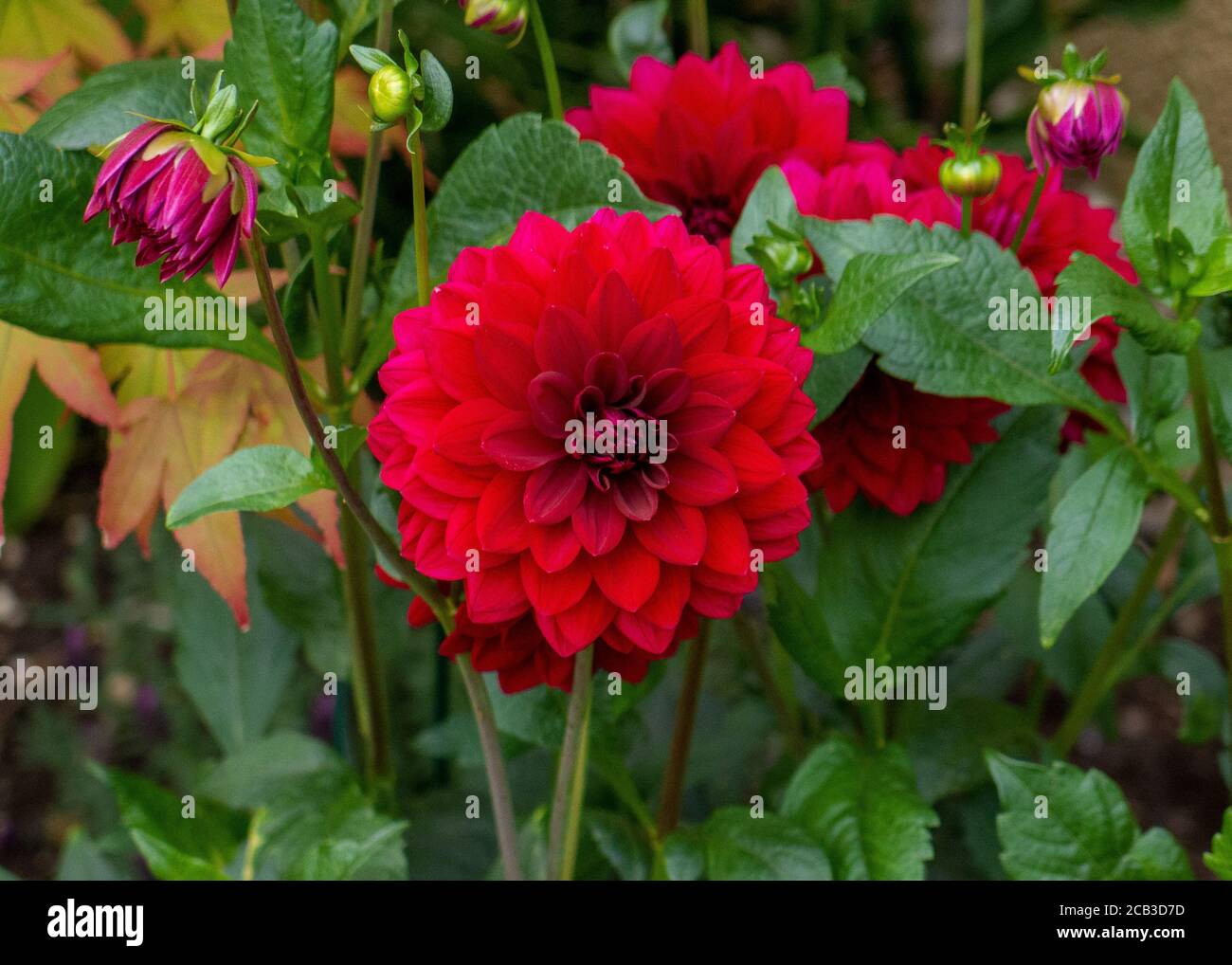 Dahlia arabian night Banque de photographies et d’images à haute ...