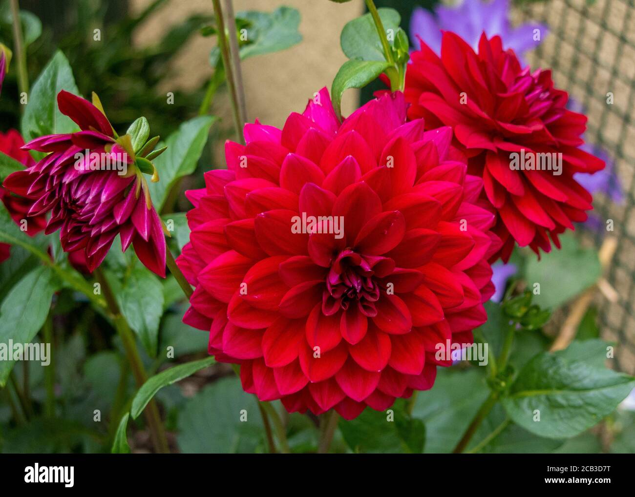 Dahlia arabian night Banque de photographies et d’images à haute ...