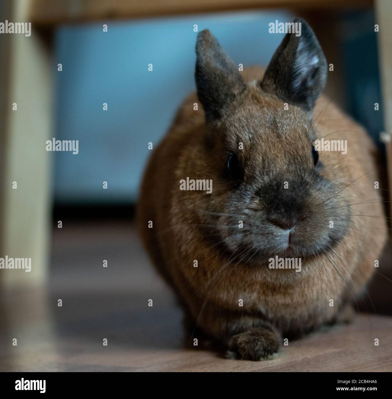 Le lapin brun Banque de photographies et d’images à haute résolution ...