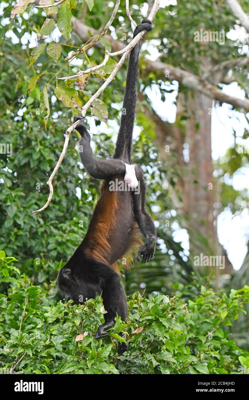 Singe hurleur au costa rica Banque de photographies et d’images à haute ...