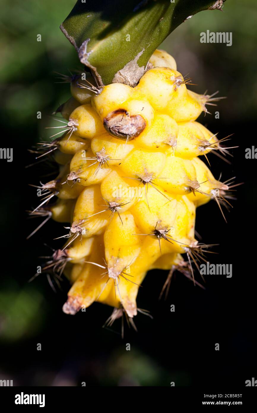 Pitaya jaune Banque de photographies et d’images à haute résolution - Alamy