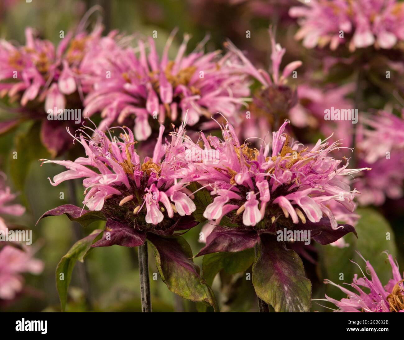 Floraisons vivaces Banque de photographies et d’images à haute ...