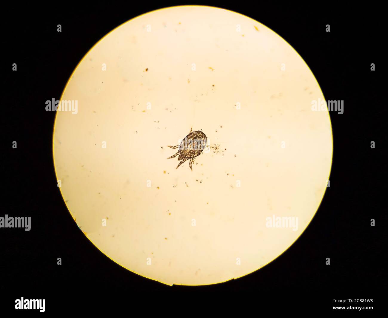 Acariens microscope Banque de photographies et d’images à haute ...