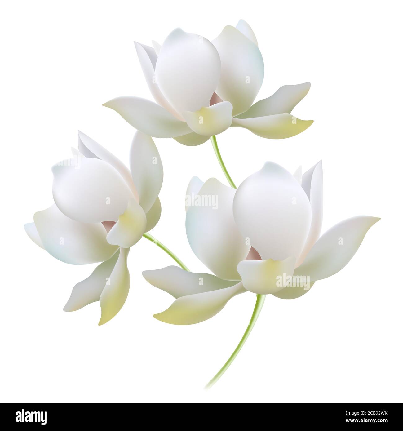 Fleur de lys ouverte Banque d'images vectorielles - Alamy