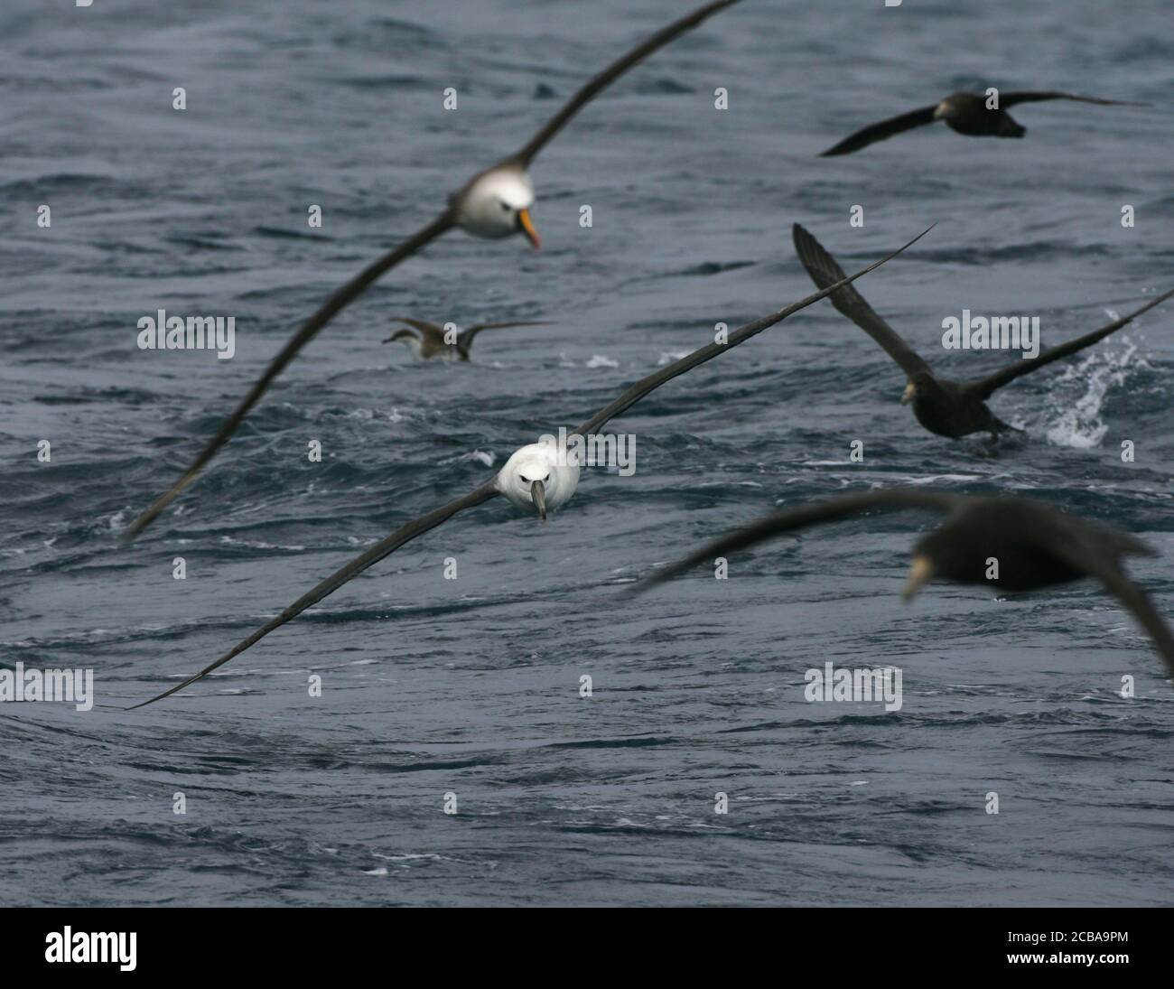 Oiseaux de mer en vol Banque de photographies et d’images à haute ...