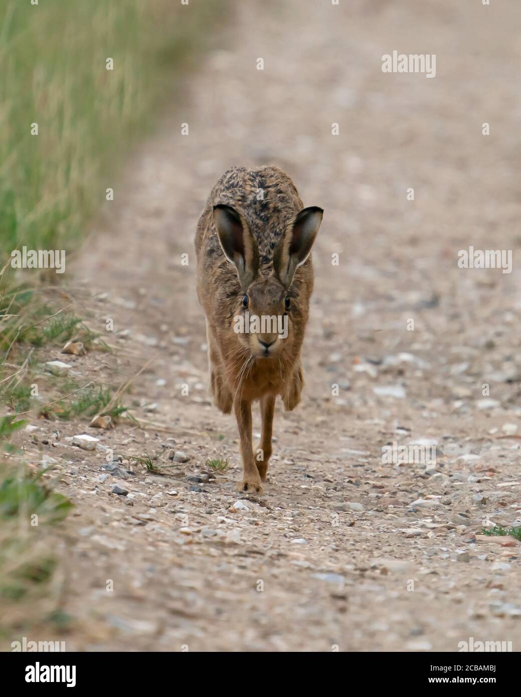 Chemin Des Animaux Sauvages Banque d'image et photos - Alamy