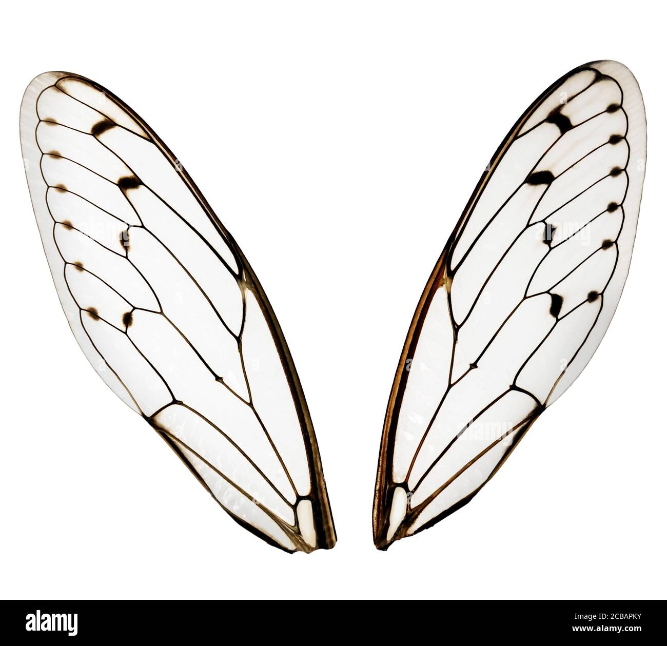 Insect wing structure Banque d'images détourées - Alamy