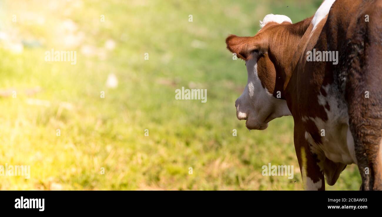 Vache zoom Banque de photographies et d’images à haute résolution - Alamy
