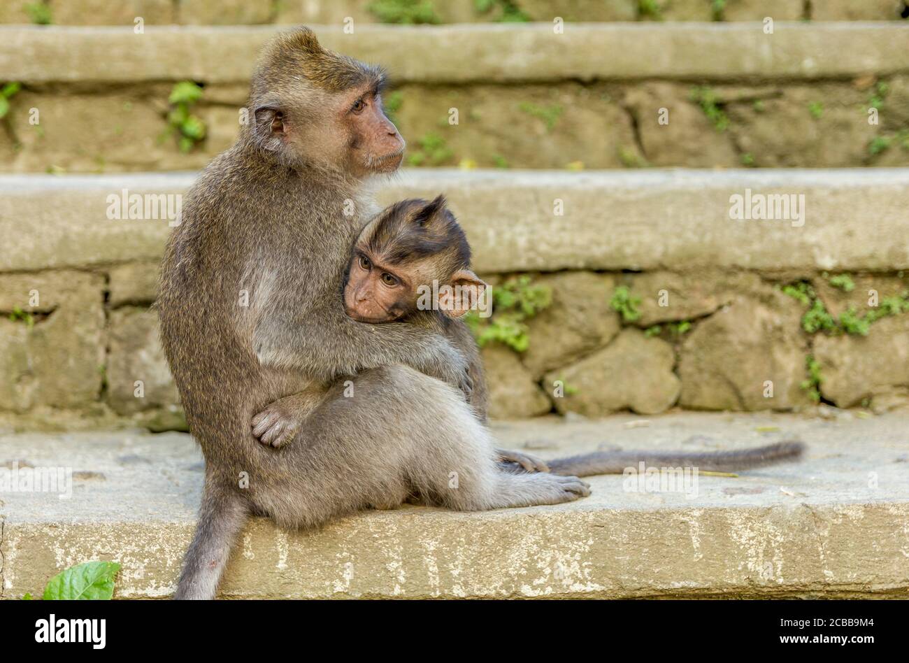 Singes bali Banque de photographies et d’images à haute résolution - Alamy