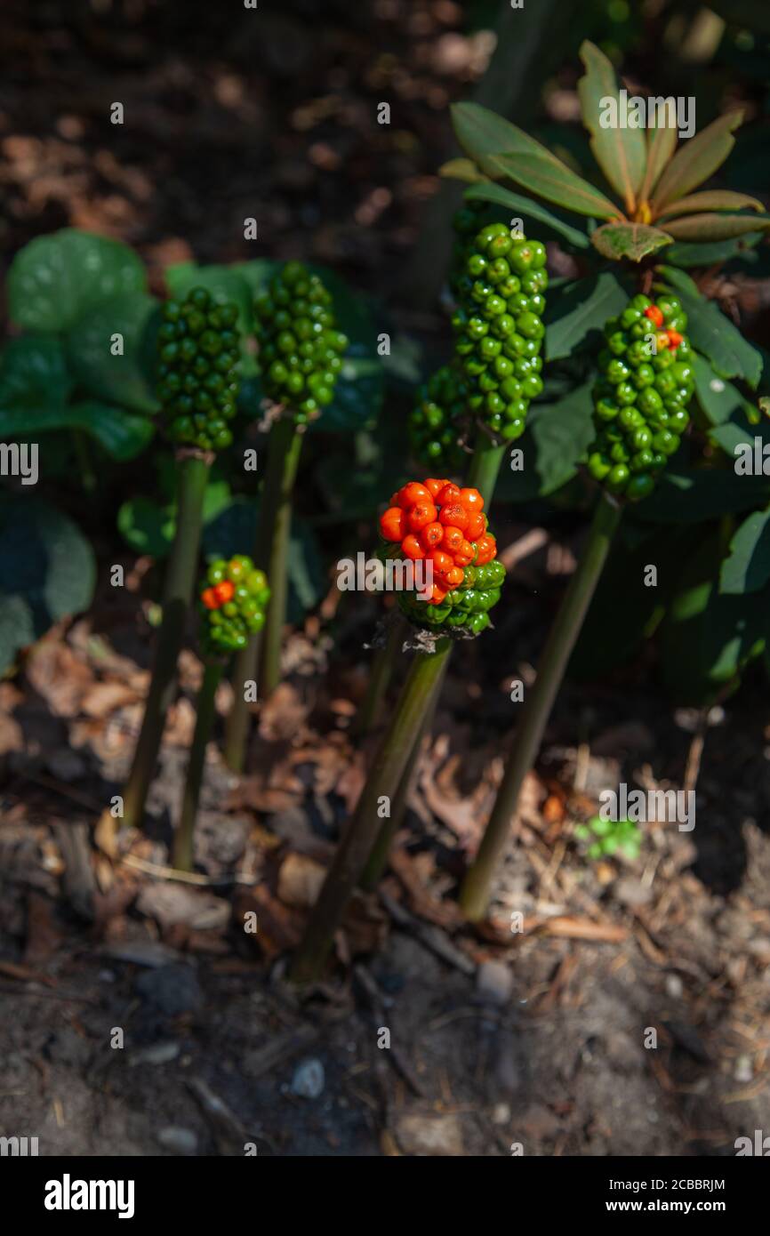 Baies de cuckoopint toxiques Banque de photographies et d’images à ...