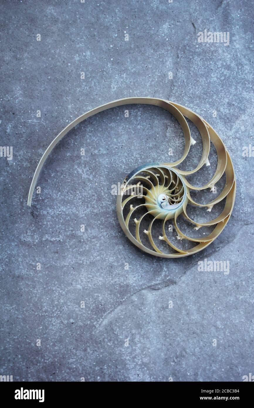 Coque nautilus Fibonacci section spirale perle symétrie moitié croix ...