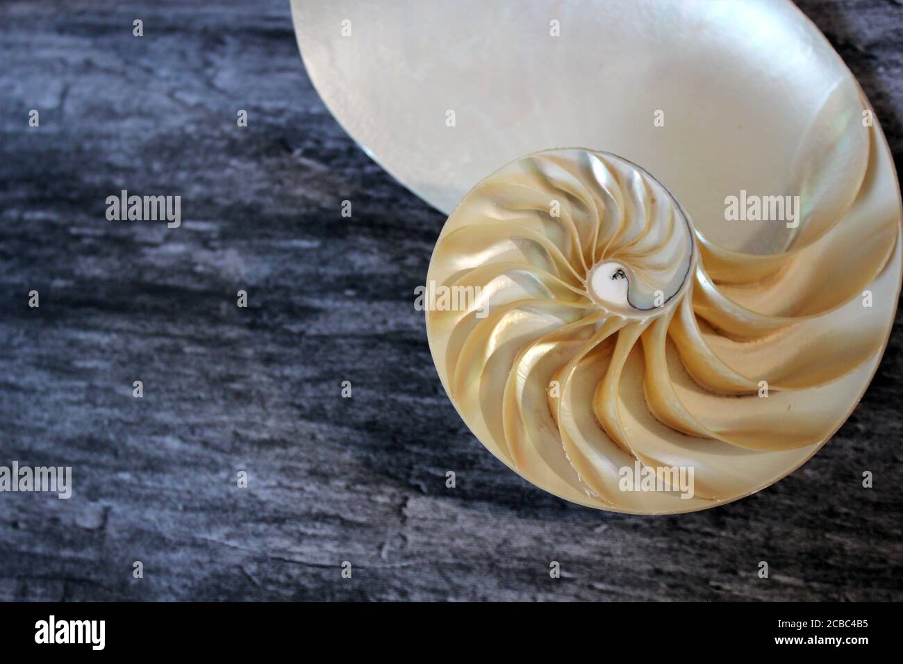 Coque nautilus Fibonacci section spirale perle symétrie moitié croix ...