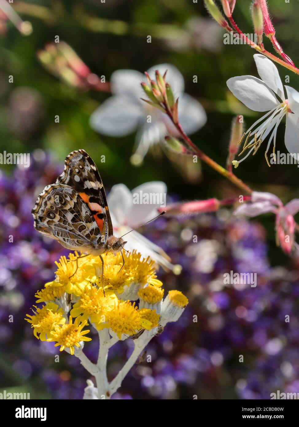 Vanessa kershawi Banque de photographies et d’images à haute résolution ...