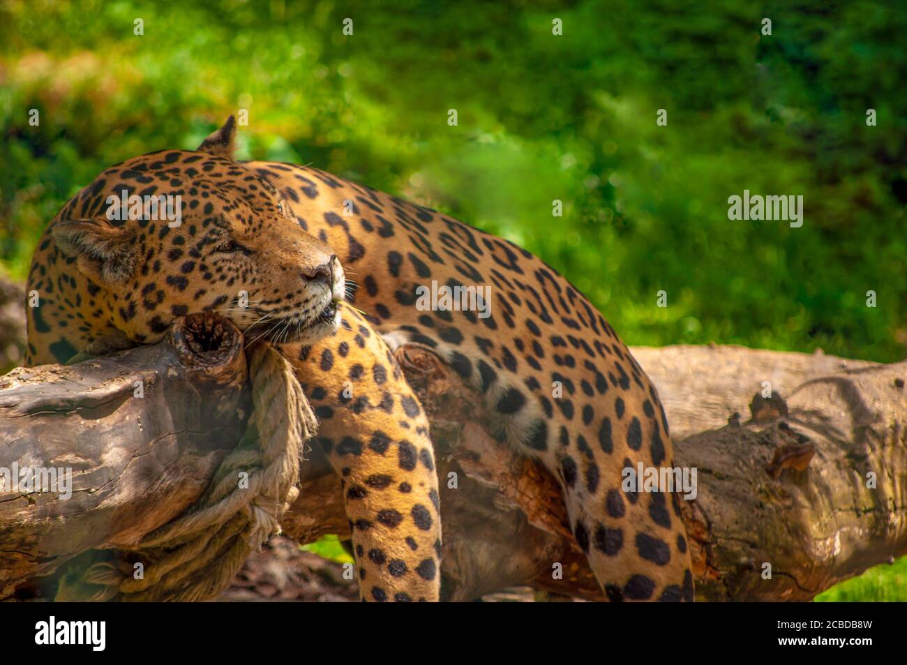 Gros mangeur de viande Banque de photographies et d’images à haute ...