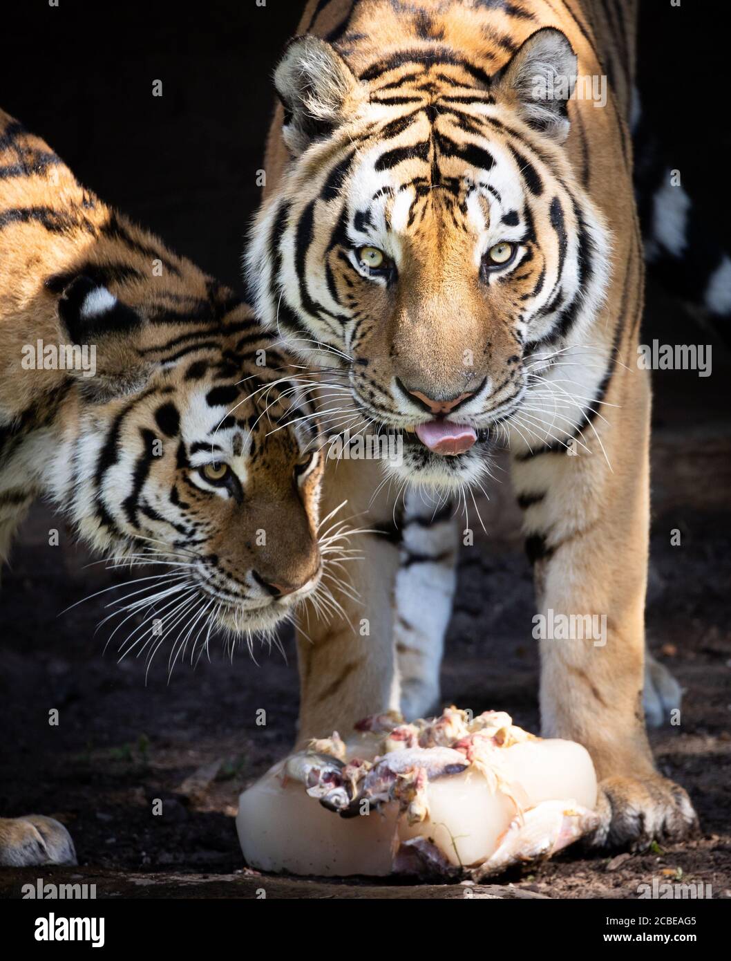 Que Mange Un Tigre Banque d'image et photos - Alamy