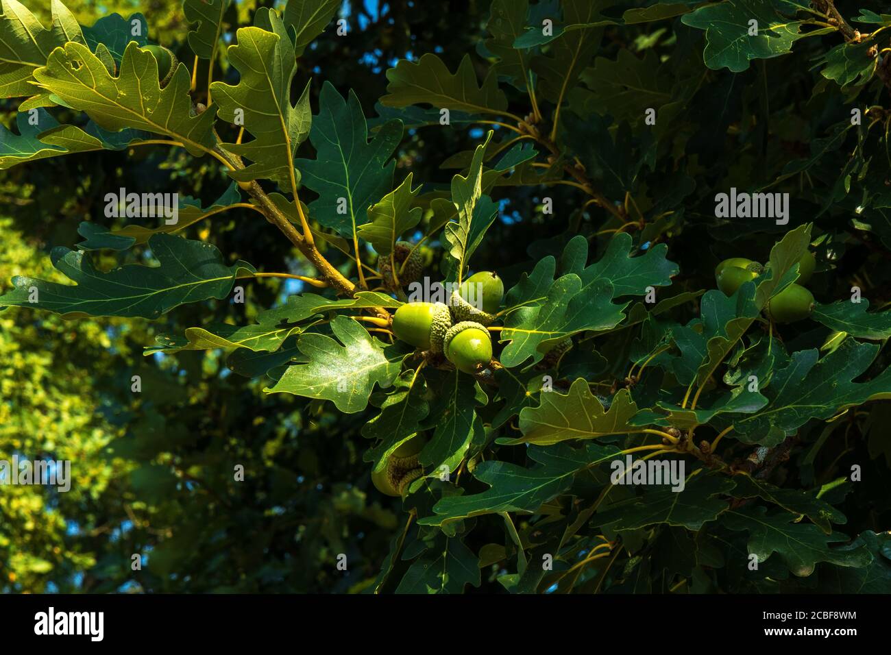 Arbres et glands Banque de photographies et d’images à haute résolution ...