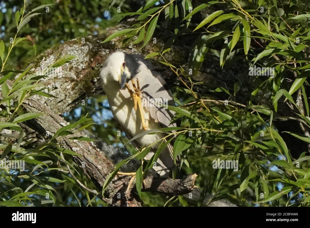 Yeux rouges pupille noire Banque de photographies et d’images à haute ...