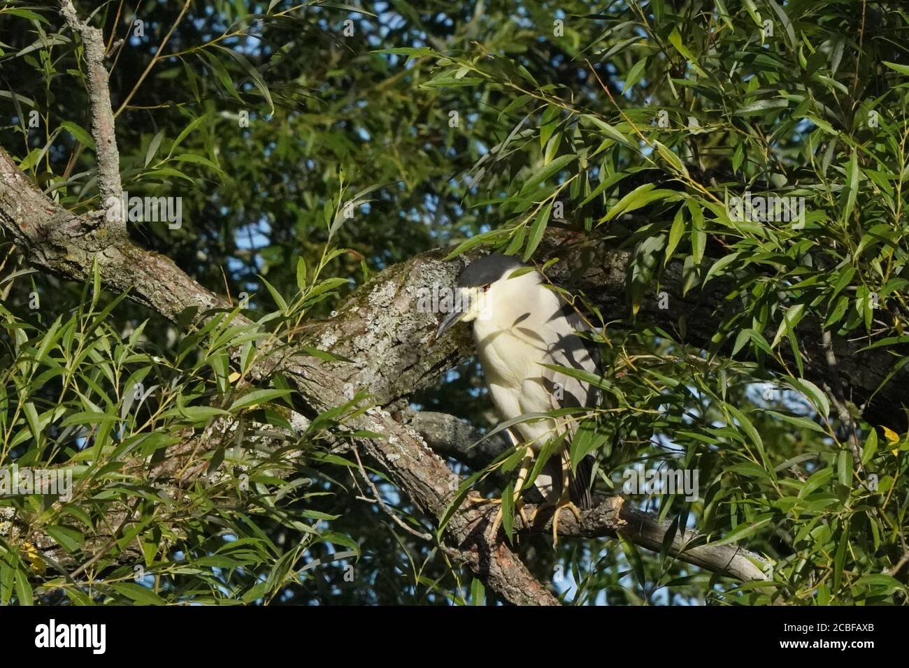 Yeux rouges pupille noire Banque de photographies et d’images à haute ...
