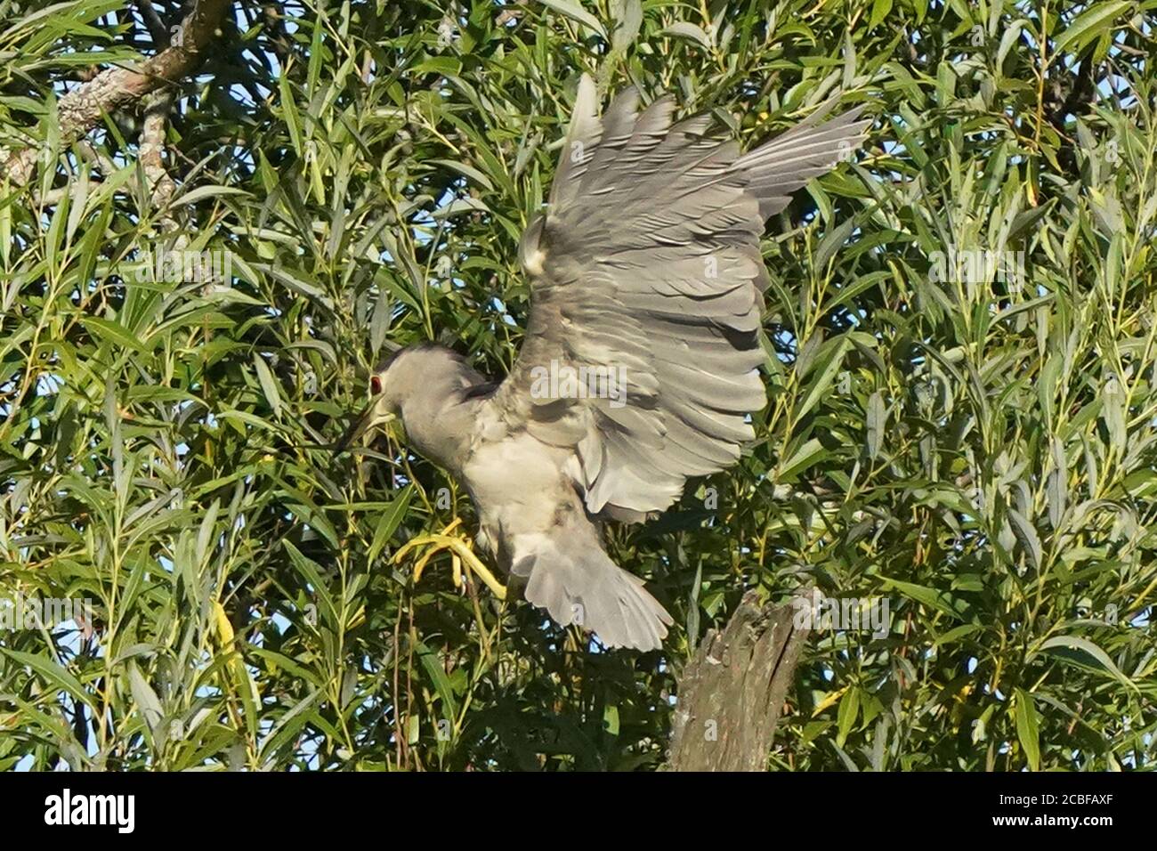 Yeux rouges pupille noire Banque de photographies et d’images à haute ...