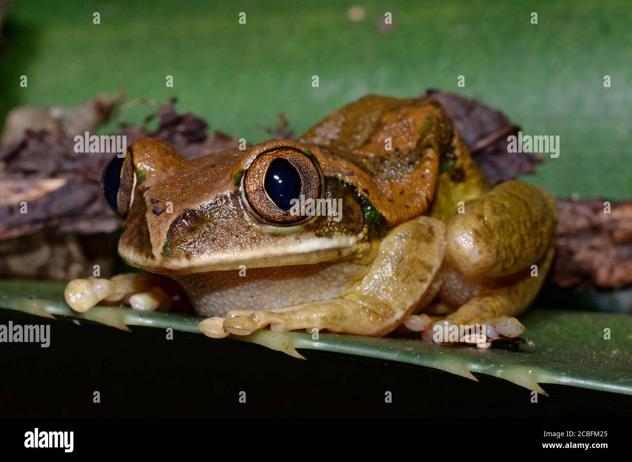 Grande grenouille aux yeux Banque de photographies et d’images à haute ...