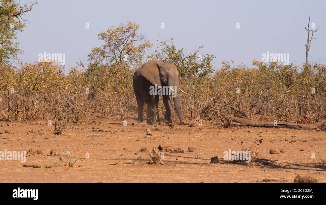 Biome savane Banque de photographies et d’images à haute résolution - Alamy