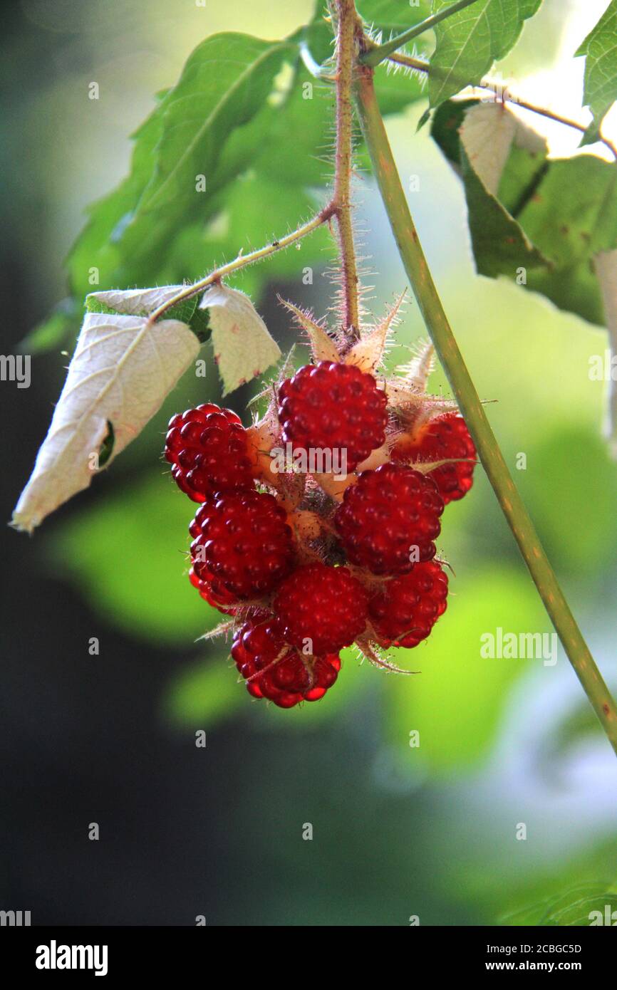 Baies fruits rouges vivaces fruit comestible Banque de photographies et ...