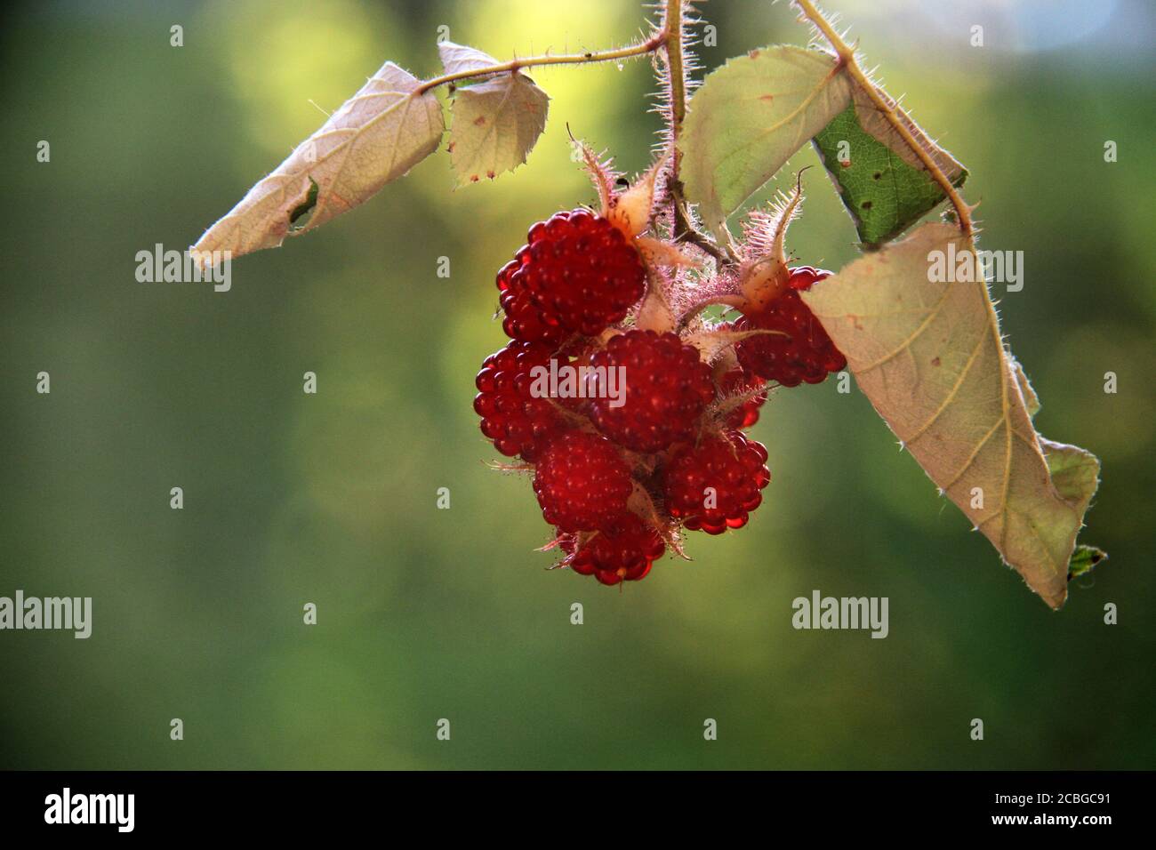 Baies fruits rouges vivaces fruit comestible Banque de photographies et ...