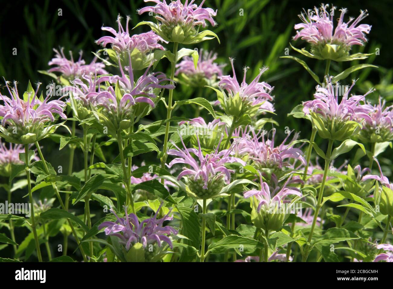 Fleurs de monarde Banque de photographies et d’images à haute ...