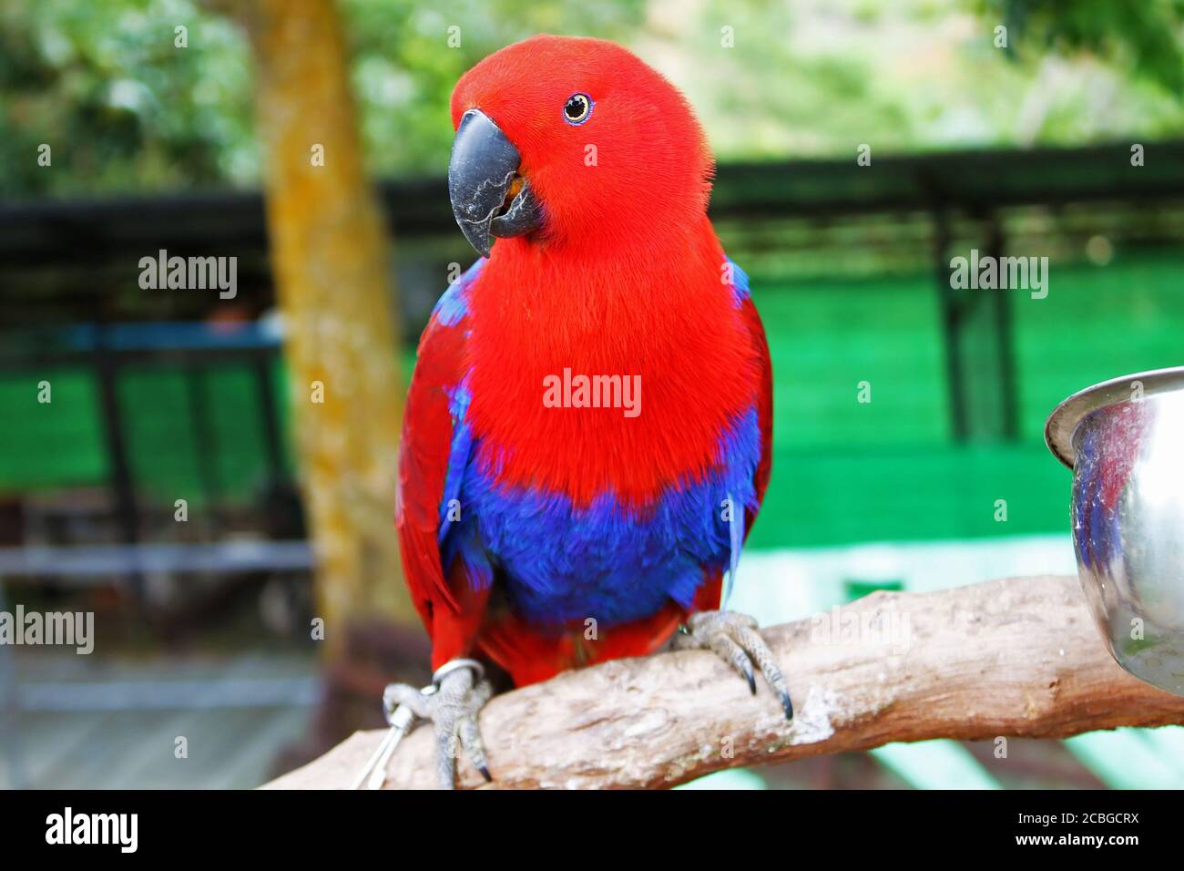 A female eclectus parrot Banque de photographies et d’images à haute ...