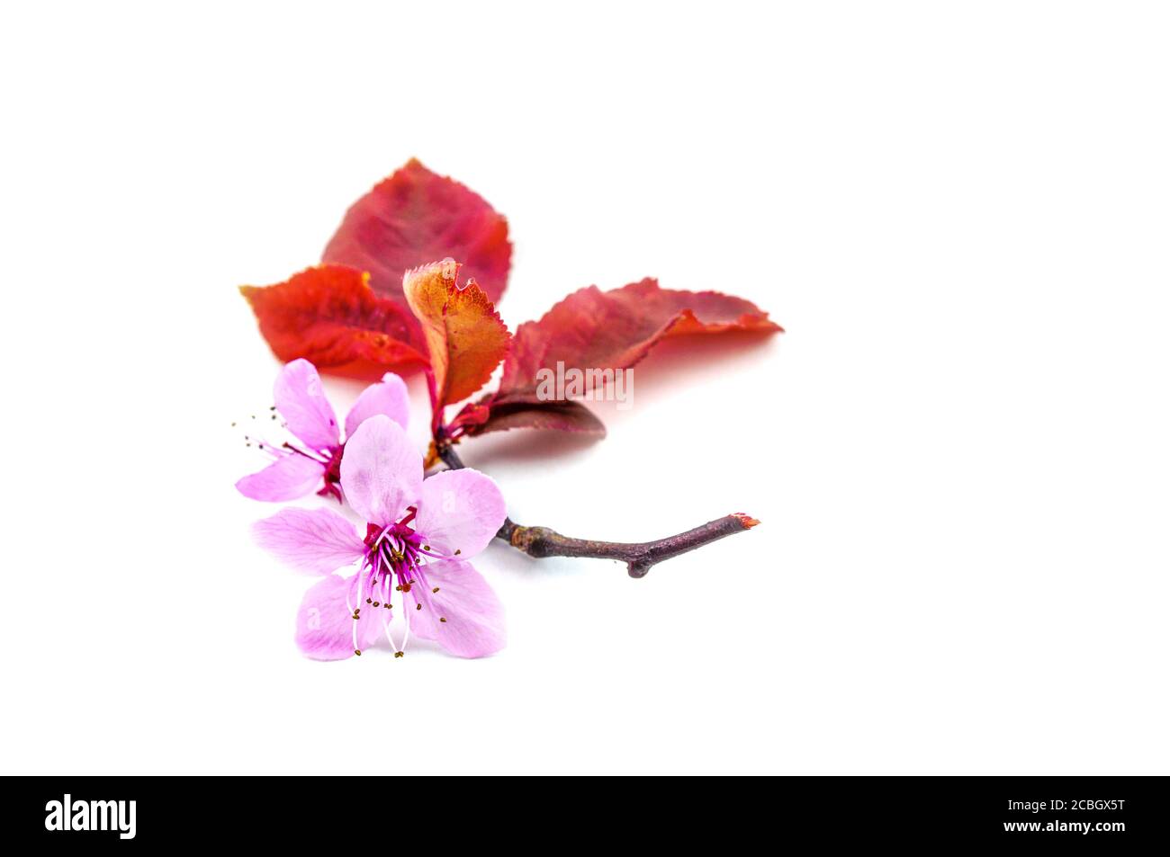 Cerisiers en fleurs japon Banque d'images détourées - Alamy