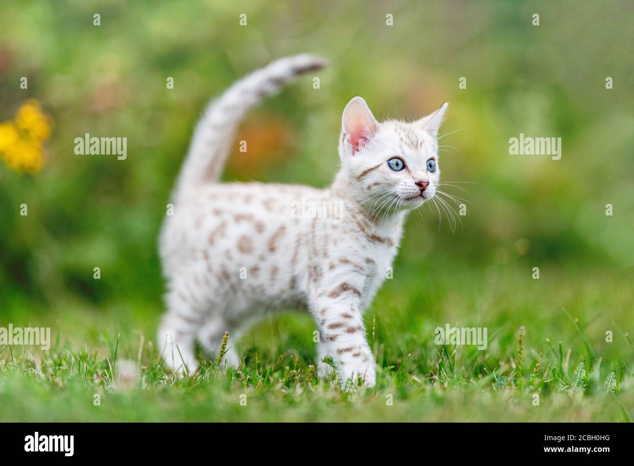 Un joli petit chaton Bengale blanc en plein air marchant dans l'herbe ...