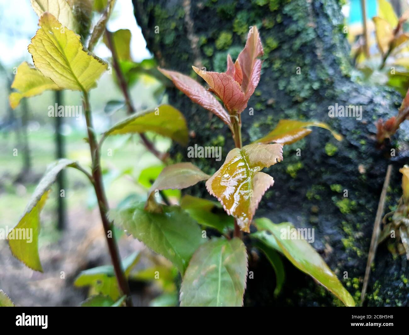 Printemps bourgeons fleurs nouveaux fruits arbre branches verdure et ...