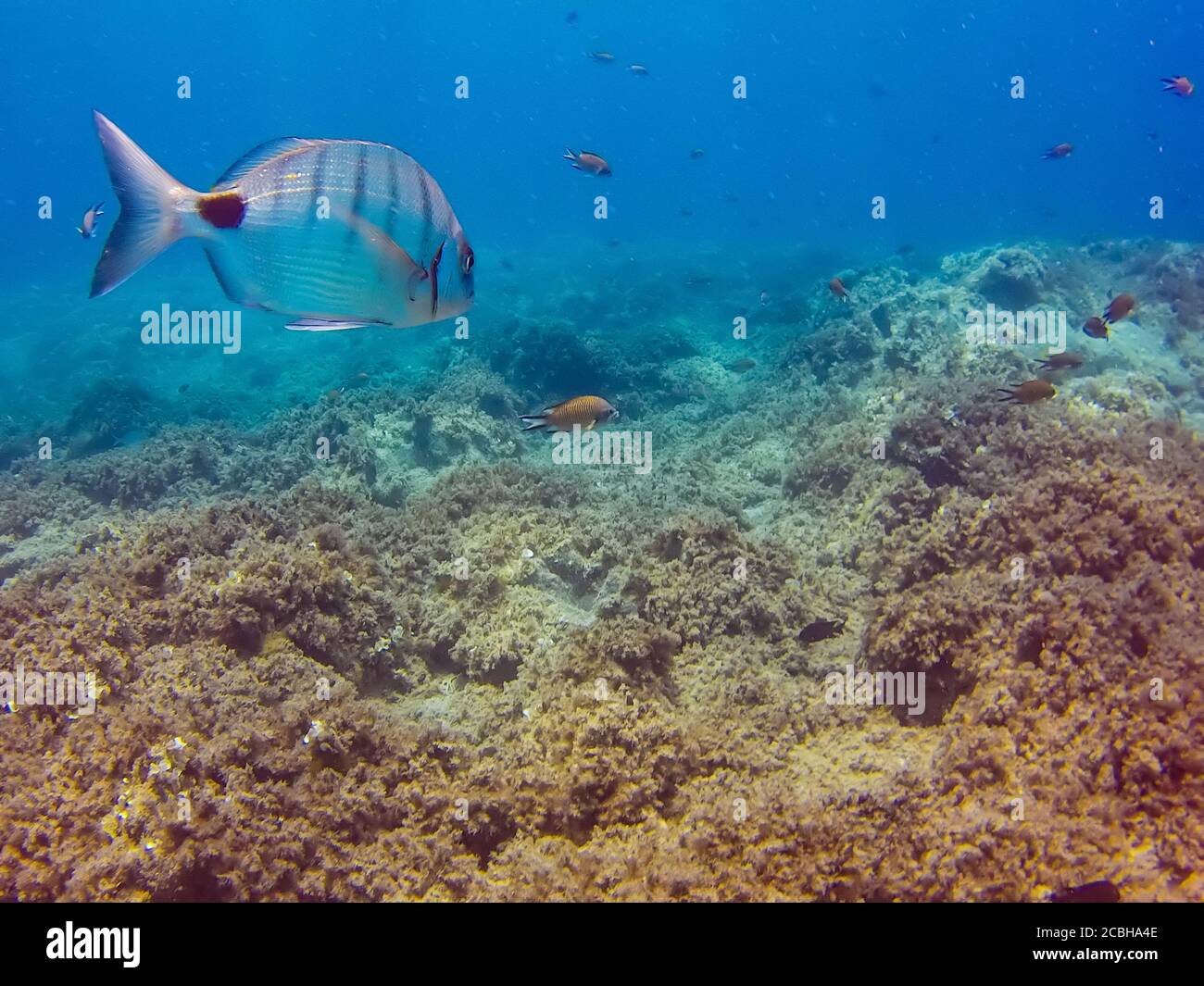 Poisson atlantique Banque de photographies et d’images à haute ...