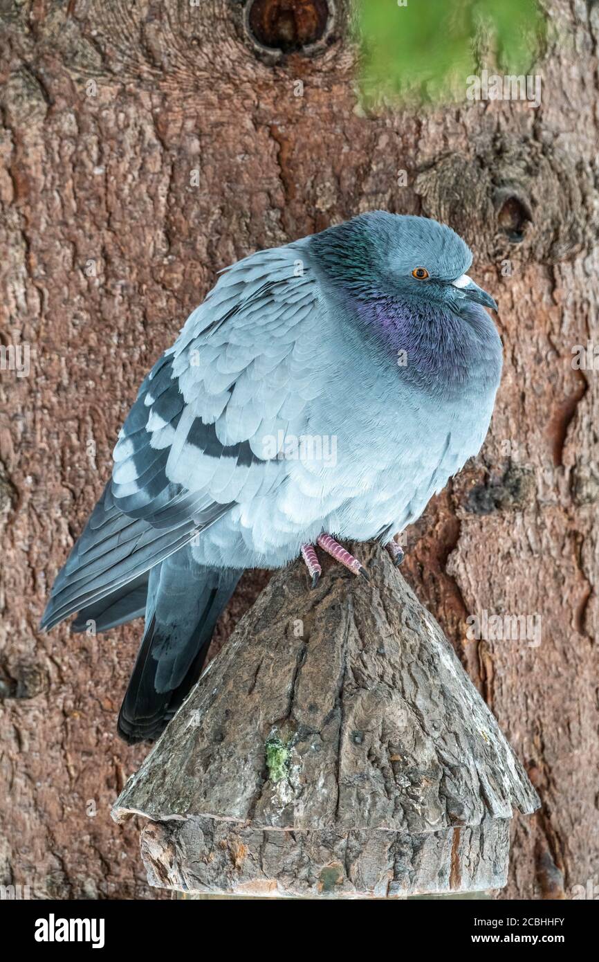 Le gros pigeon est important encore assis sur une branche. Oiseau ...